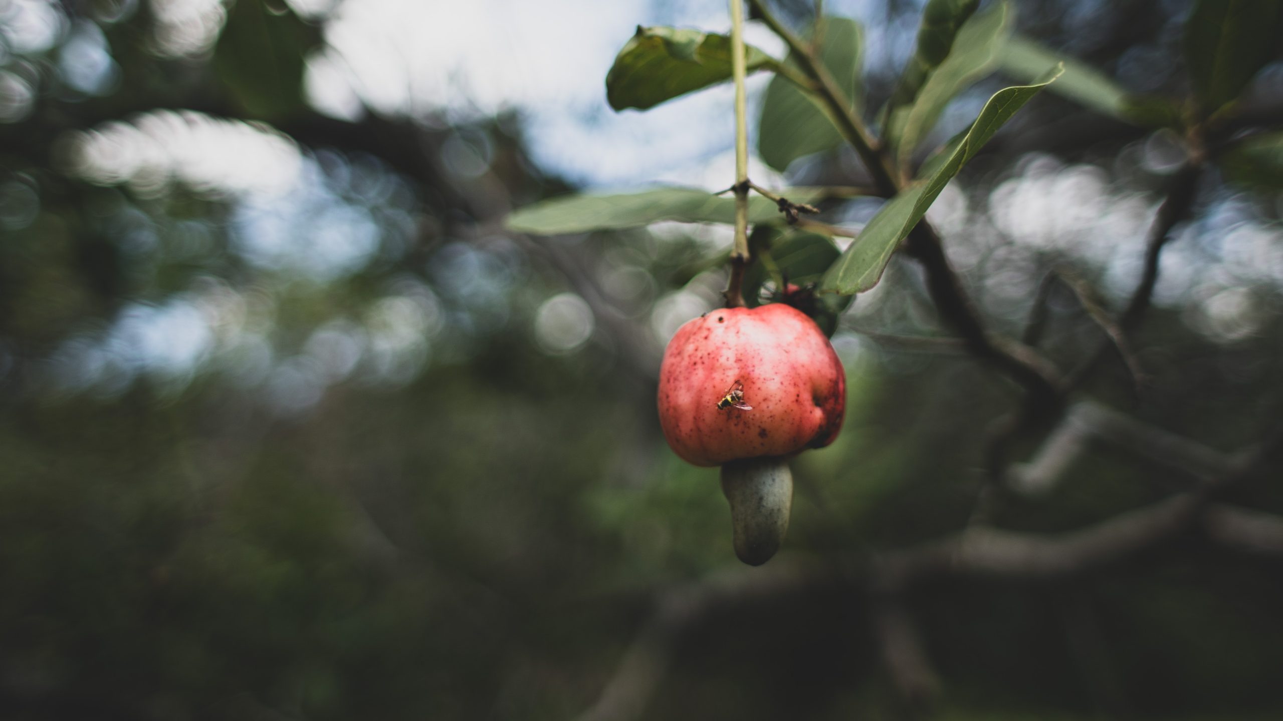 New survey of Sierra Leone’s cashew sector confirms export potential ...